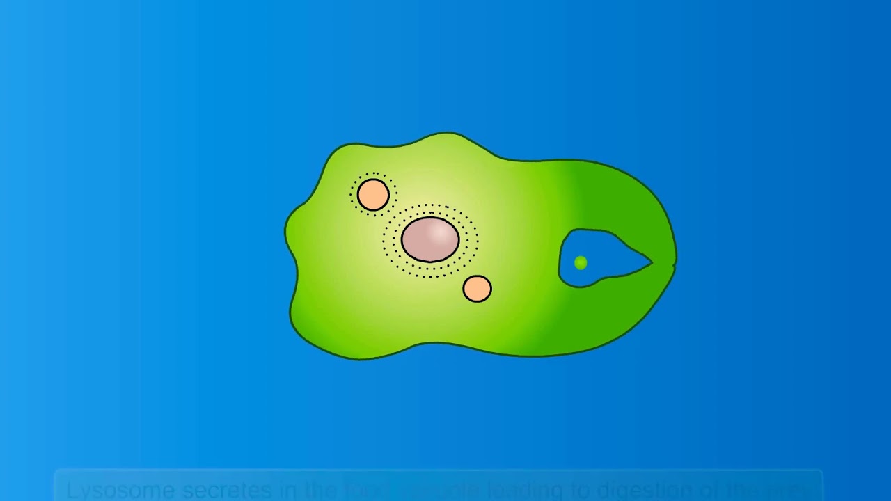 Digestion / Neutrition in Amoeba / Animation / For class 7,8,9,10 ...