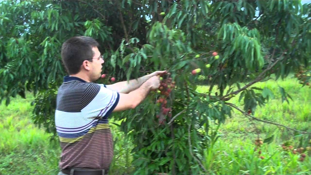 Lychee Fruit - Selective Picking - Mexico - May 2011 - YouTube