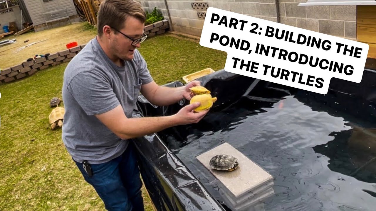 Part 2: POND BUILD! TURTLES ARE IN THE WATER!!!! - YouTube