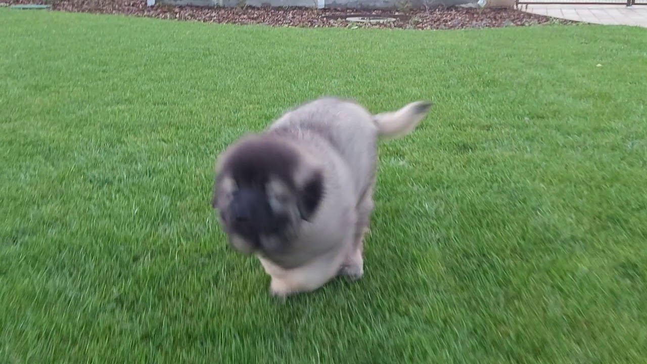 Gnash the Gotham the Caucasian Mountain Dog puppy for sale_2 - YouTube