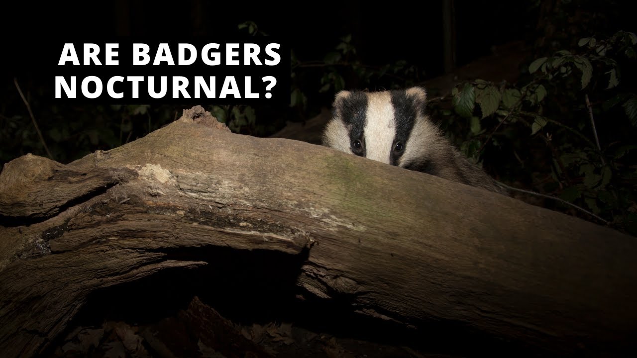 Are Badgers Nocturnal? - YouTube