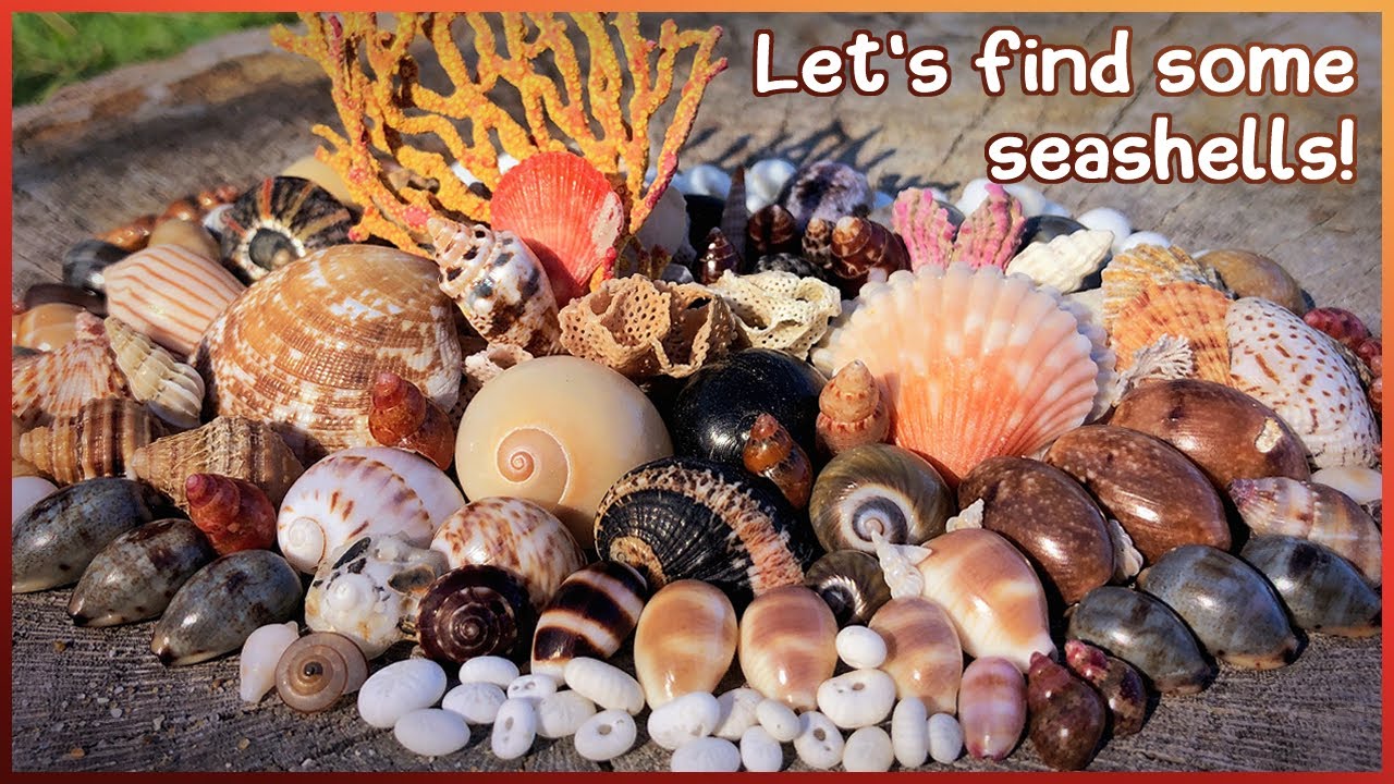 Finding Seashells on the Sand | Sunrise Cold Snap with Microshells # ...