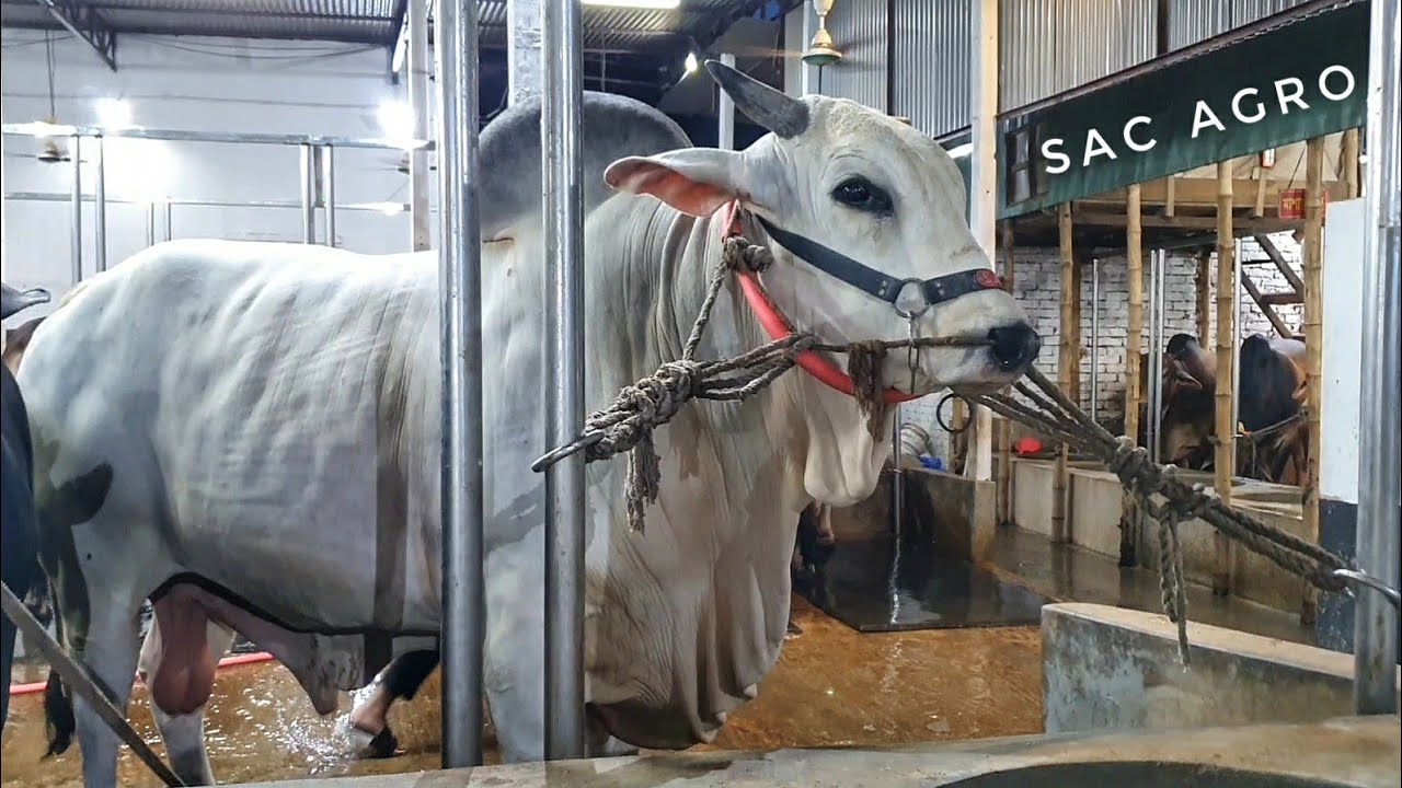 Heavy Weight Sibbi Bull & Deshal Bulls Line Up Of SAC Agro 2021 ...