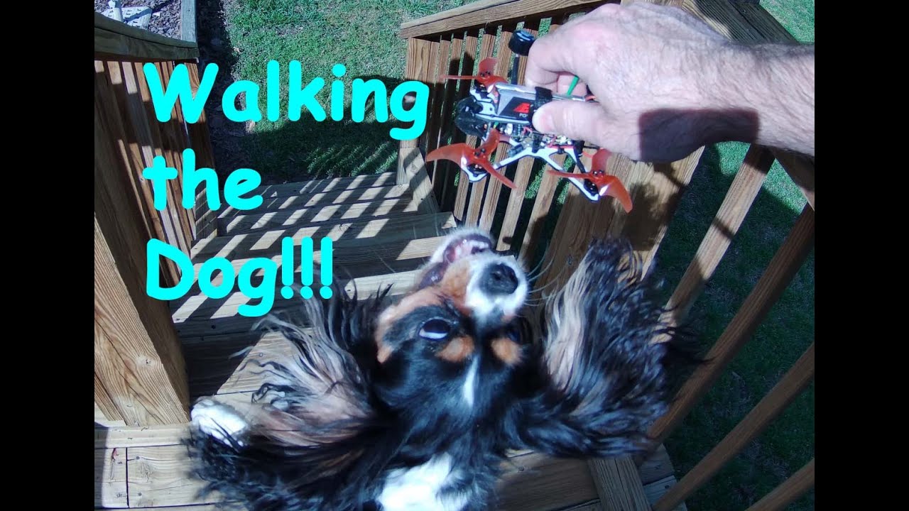 Walking the Dog (FPV Style) - YouTube