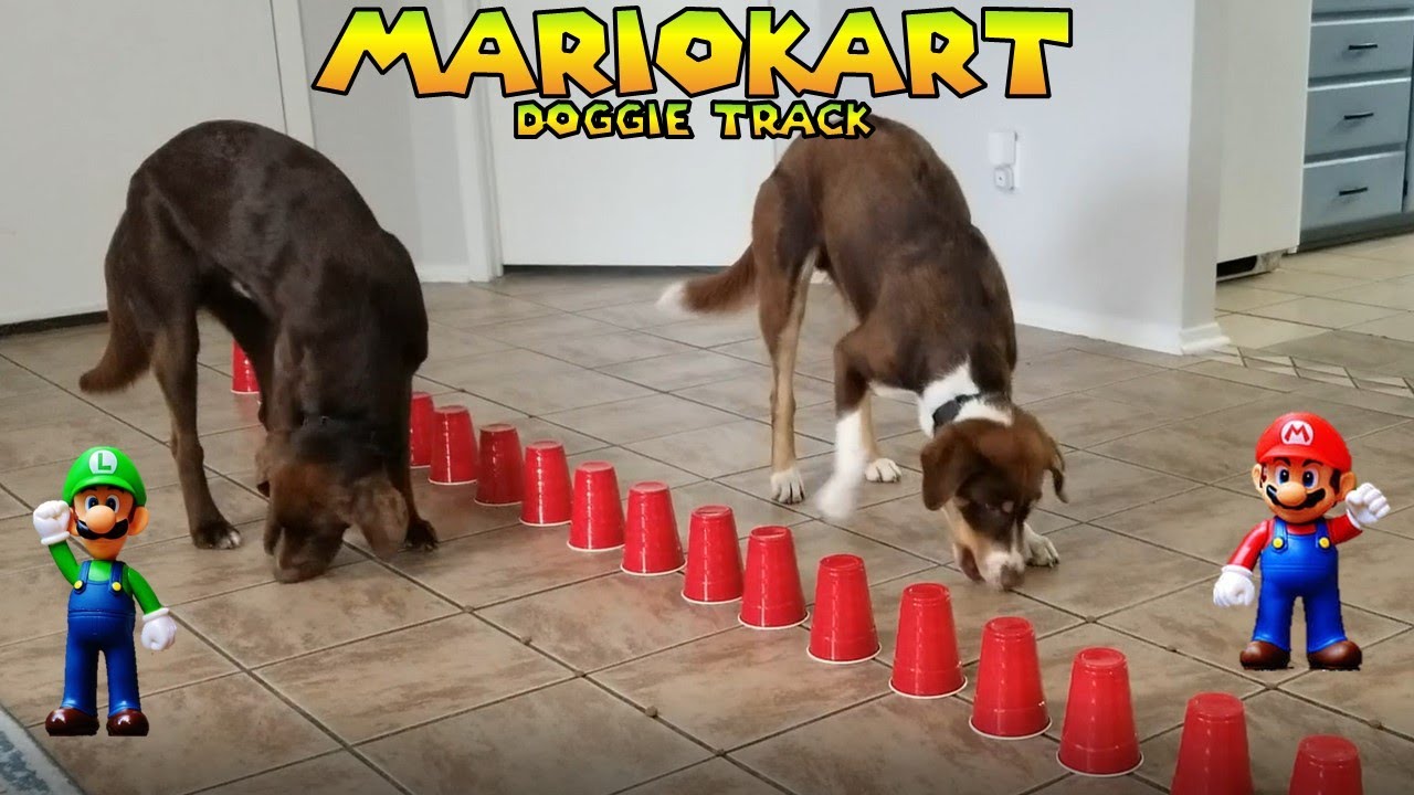 Dogs Take Mario Kart Race Challenge // Dogs of TikTok - YouTube
