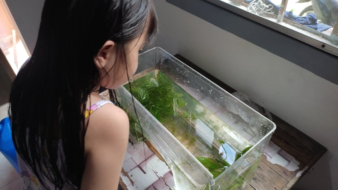 MY PET FIRST FISH AND PET BIRD ️ - YouTube