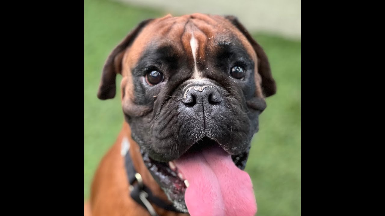 Adopt DUNCAN @ Boxer Rescue LA - YouTube
