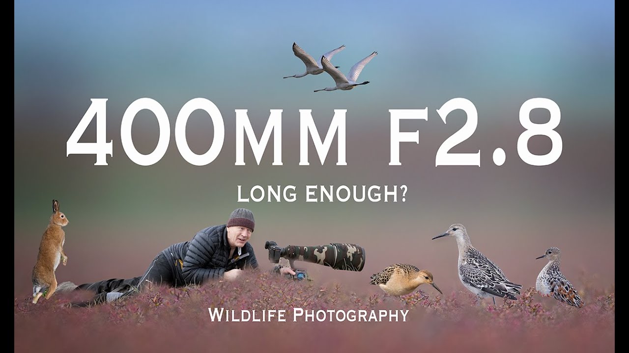 Shorebird Photography Is 400mm Long Enough - YouTube