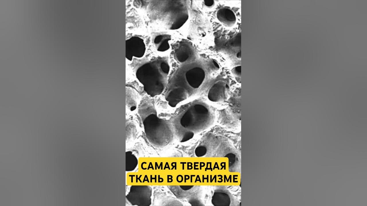 Самая твердая ткань в организме человека #loony #факты #здоровье # ...