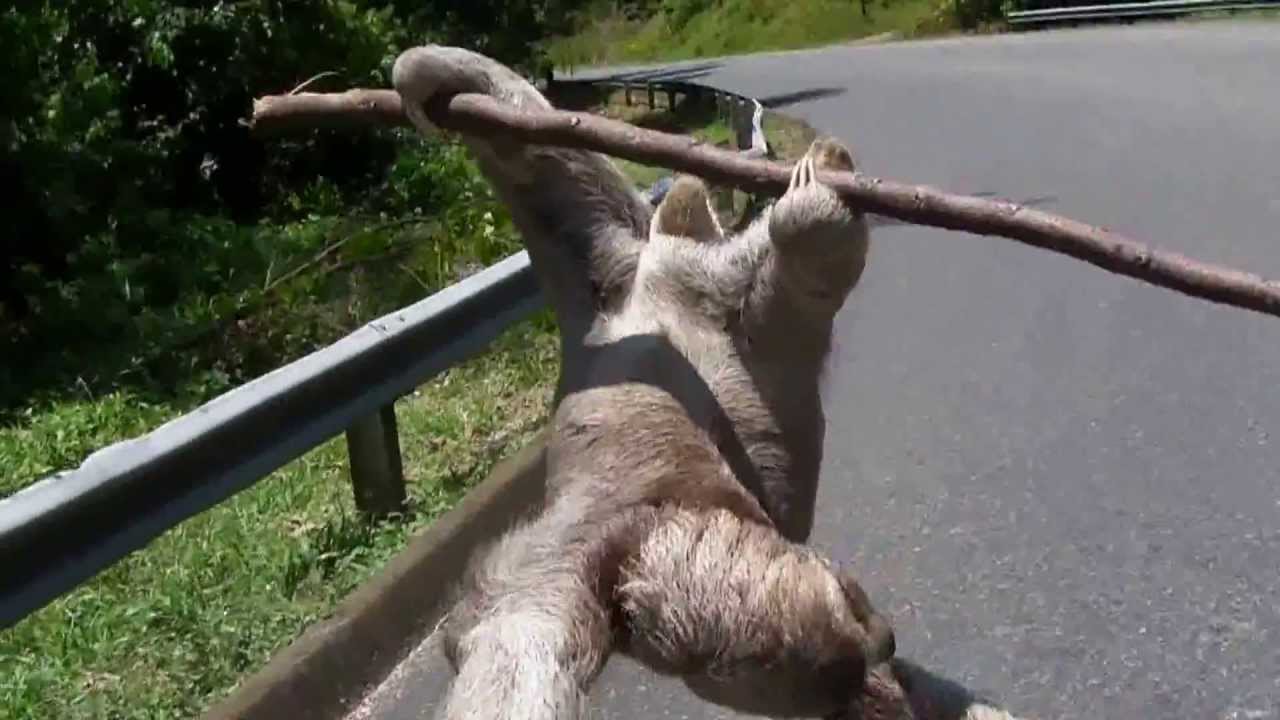 Helping a Sloth cross the road in Costa Rica - YouTube