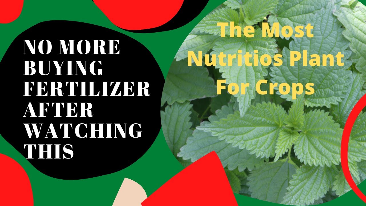 Stinging nettle Tea: how to make stinging nettle tea| organic ...
