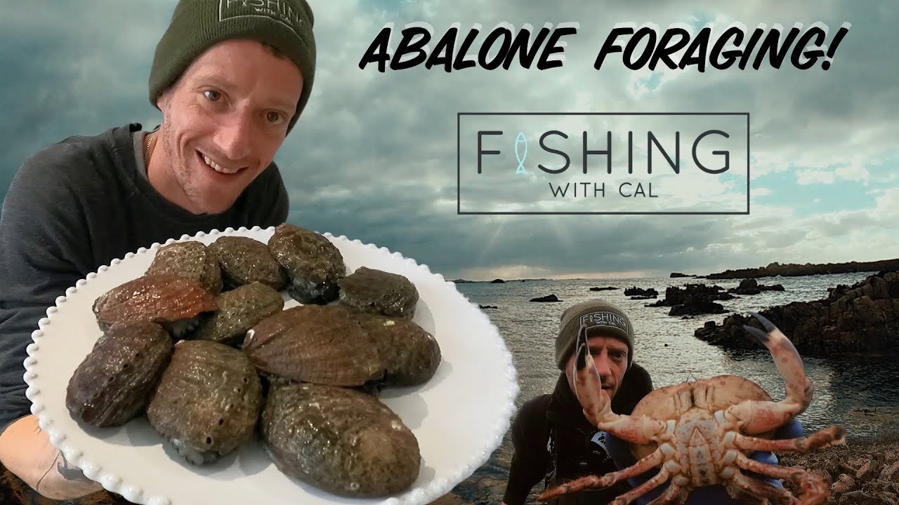 ABALONE | ORMERS | BROWN CRAB & MORE | FORAGING SEAFOOD | COOKED ON THE ...