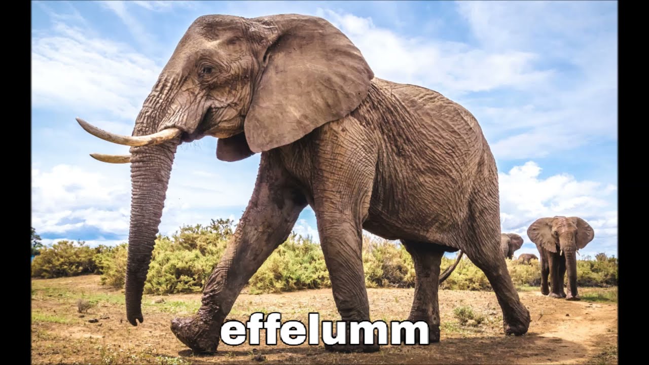 RETARDED ANIMALS - YouTube