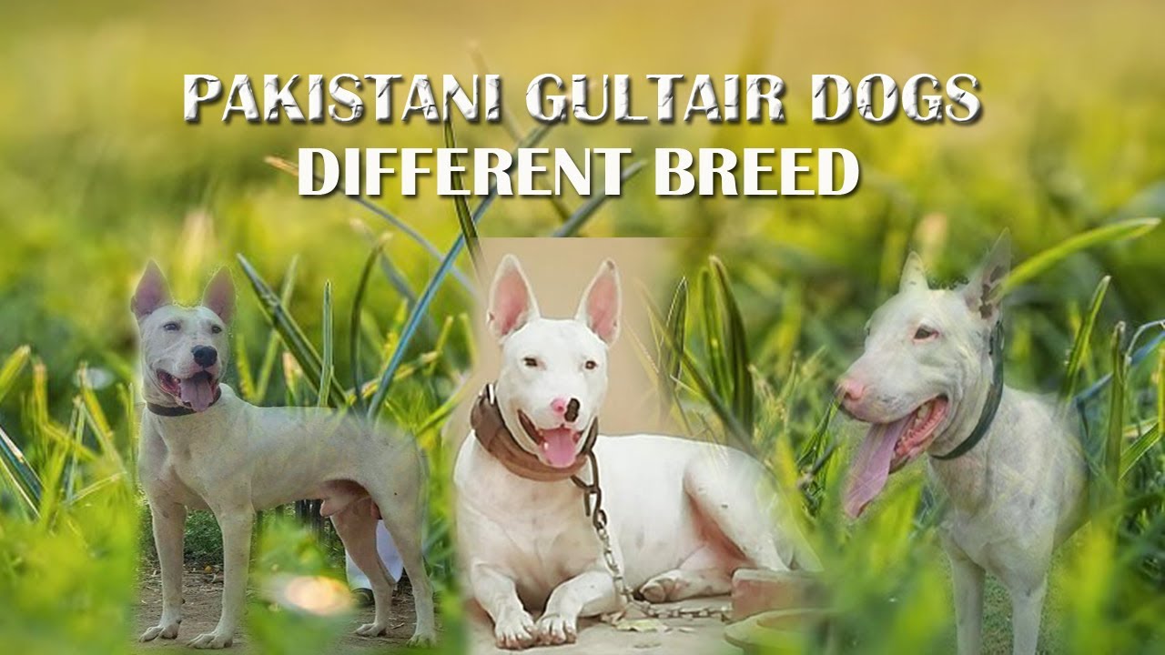 Pakistani Gultair Dogs - YouTube