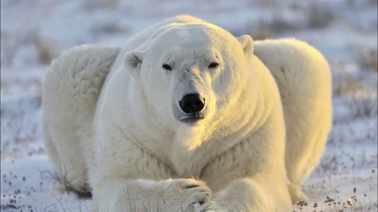 Top 5 Facts ABout Polar Bear | Beautiful Animal | Natgeo Wild | Animal ...