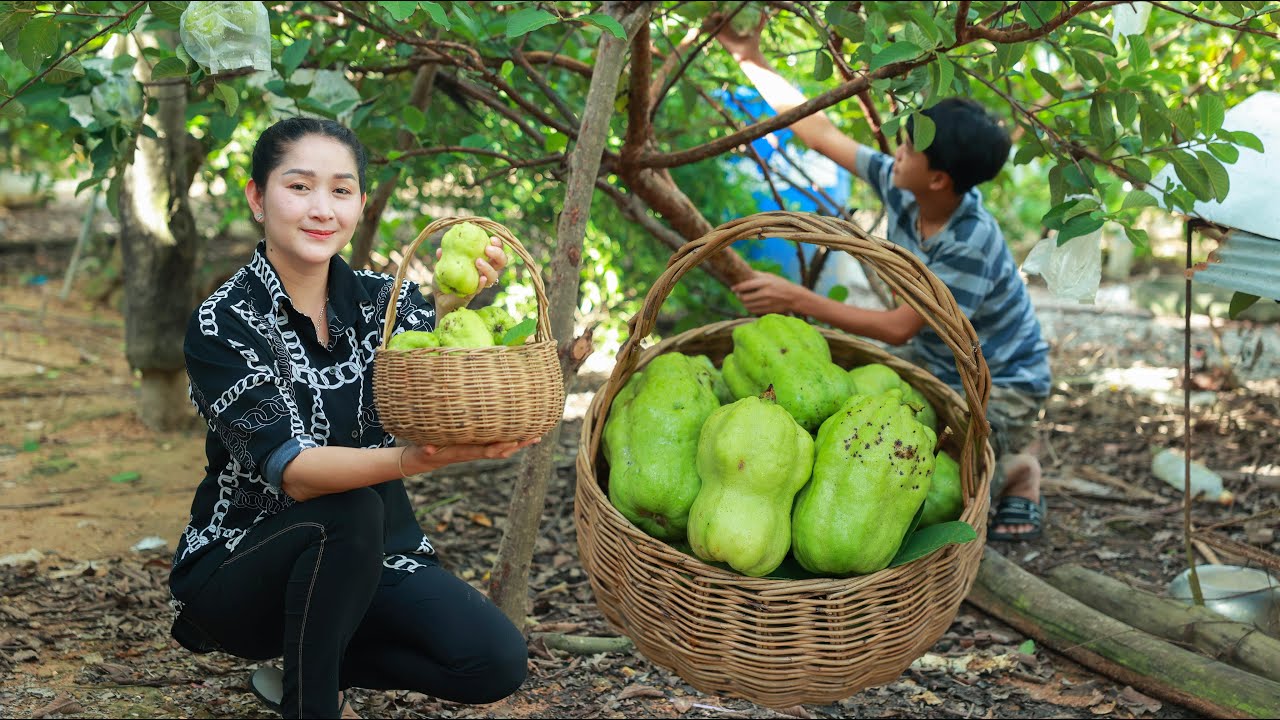 Pick Seedless Guava in my homeland | I make crunchy Seedless guava ...