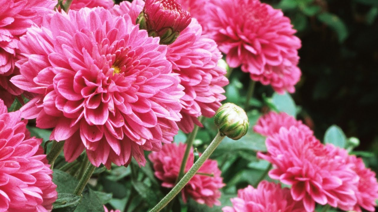 Hi Friends //Kuwait live//@ mi sumathi vlogs # - YouTube