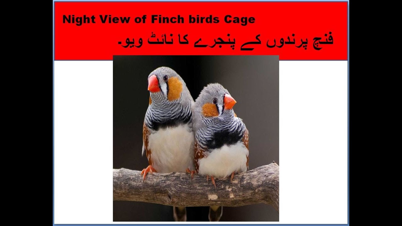 Night View of Finch Cage | Finch | Java Finch | Zebra Finch | Bengali ...