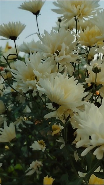 Sebati flower....#youtubeshorts #flowers - YouTube