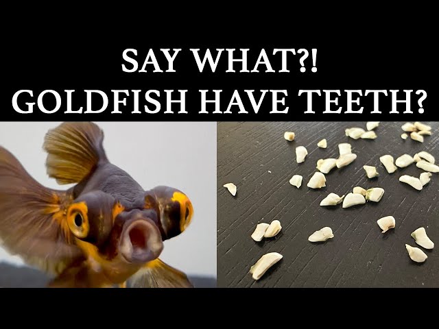 Goldfish Teeth In Throat