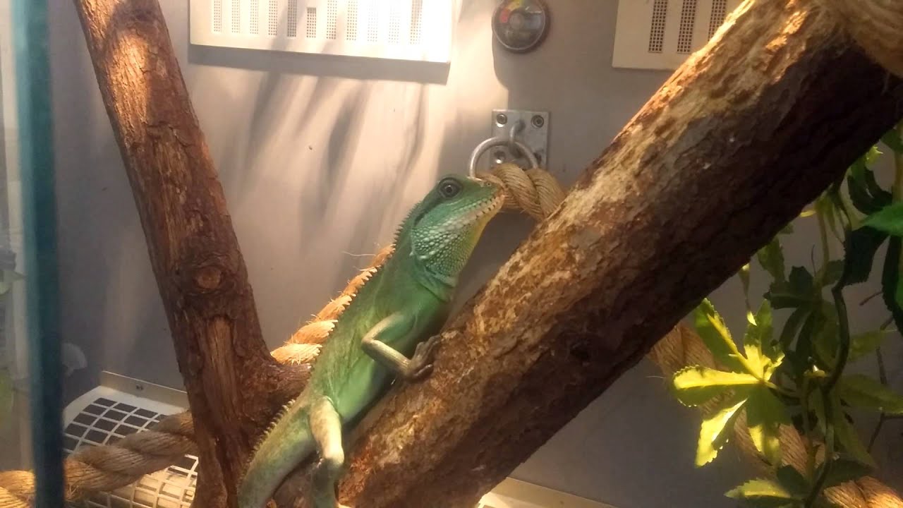 Lizard eats 3 blind mice! 😦 - YouTube