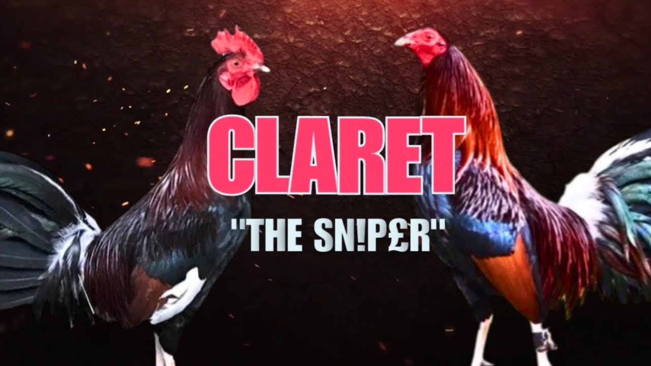 CLARET GAMEFOWL BLOOLINE, Fighting Style and History - YouTube