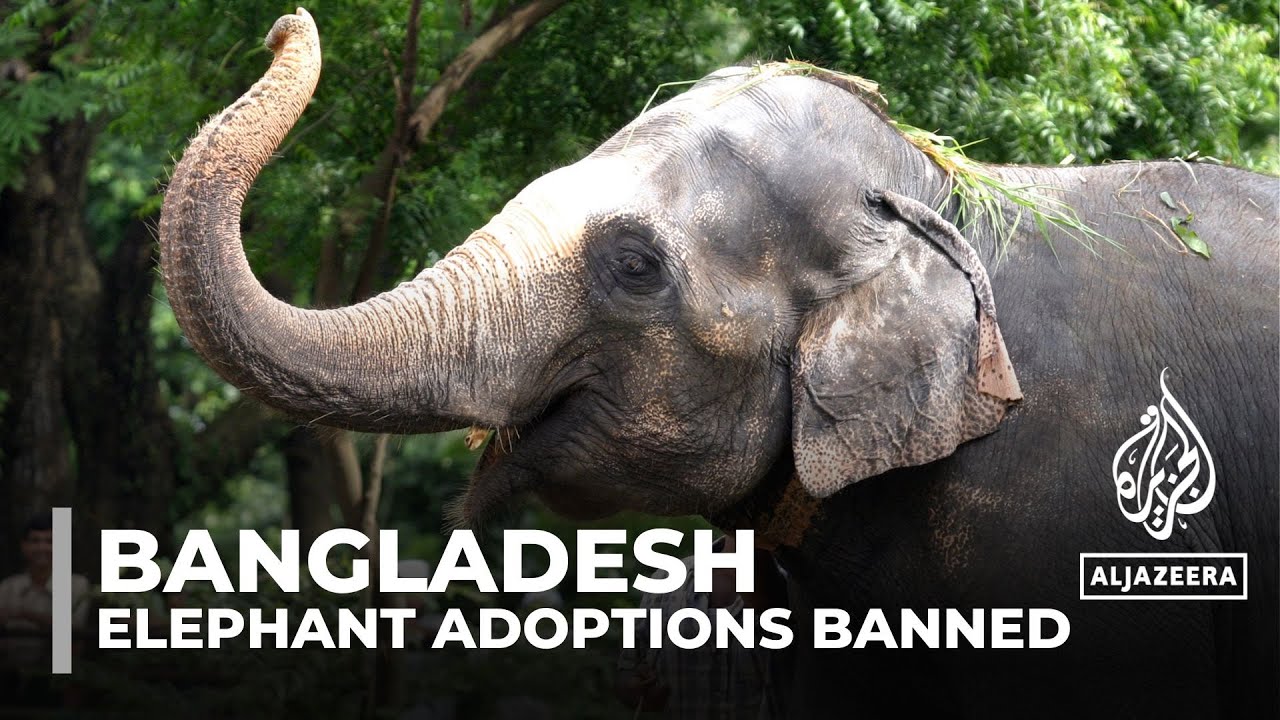 Elephants under threat: Bangladesh bans adoption of the animals - YouTube