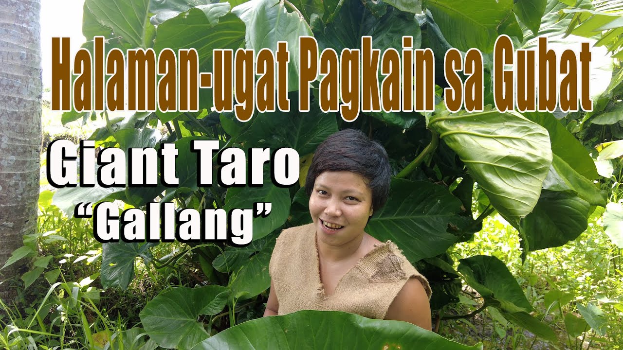 Vlog 10 - Root crops as staple food of the Aetas in Mount Isarog PART 2 ...