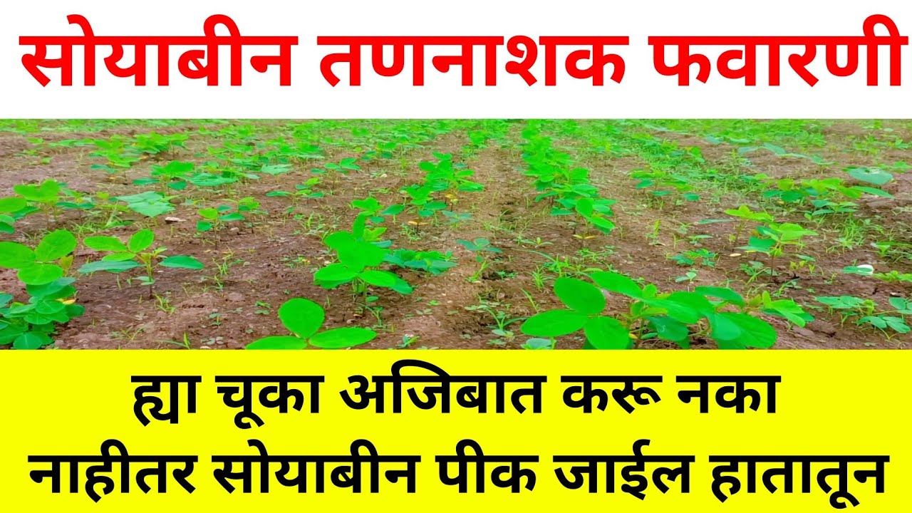 सोयाबीन तणनाशक फवारणी करताना ह्या चुका अजिबात करू नका | Soyabean ...