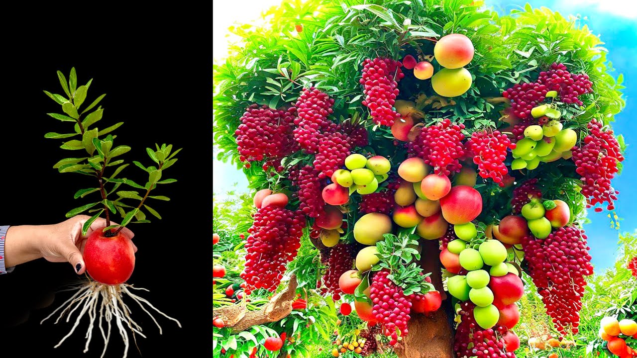 Best…!!! Grafting Gape fruits with Apple fruit Make Amazing Result By ...