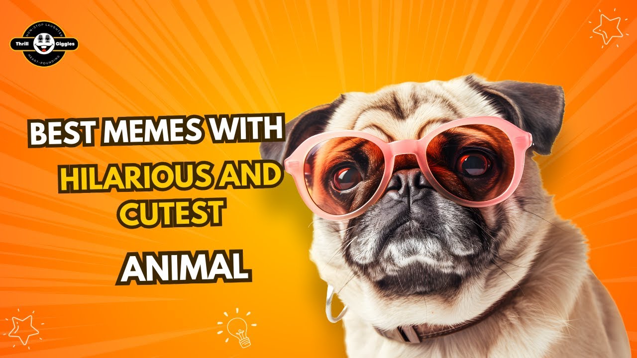 Try Not to Laugh: Best Internet Memes & Heartwarming Funny Animal Memes ...