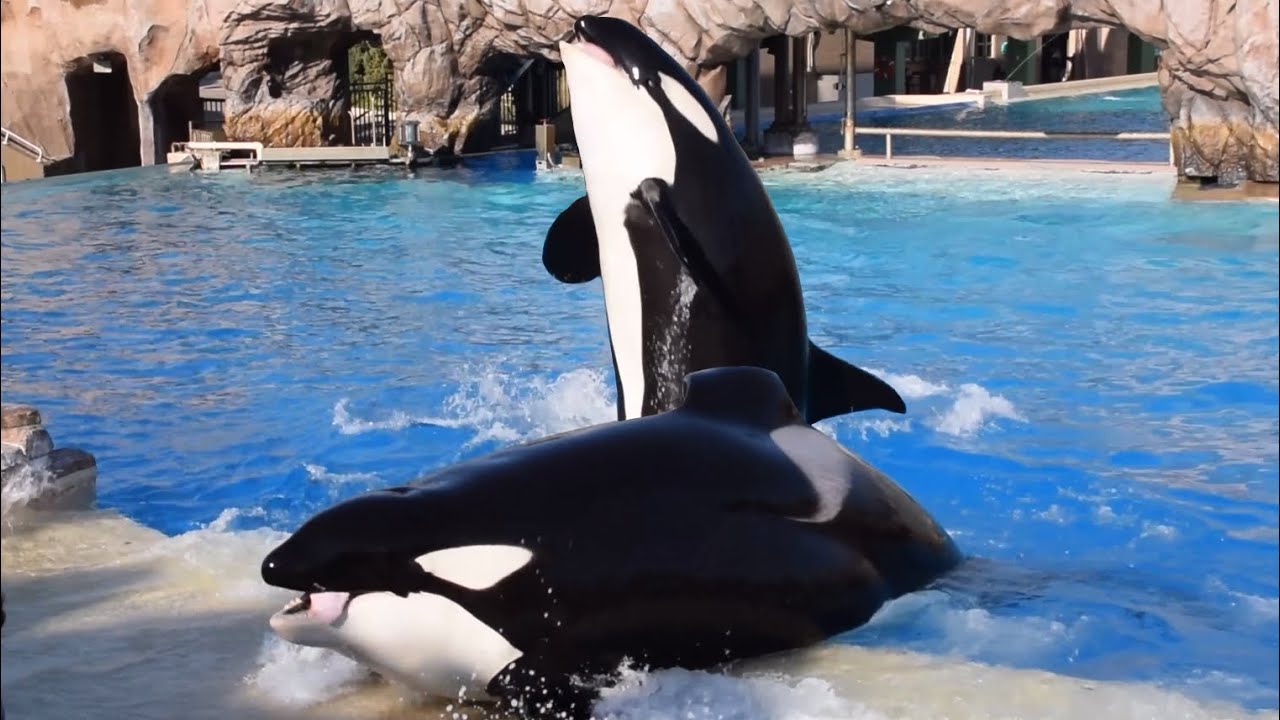Orca Presentation INSIDE LOOK (Full Show) at SeaWorld San Diego January ...