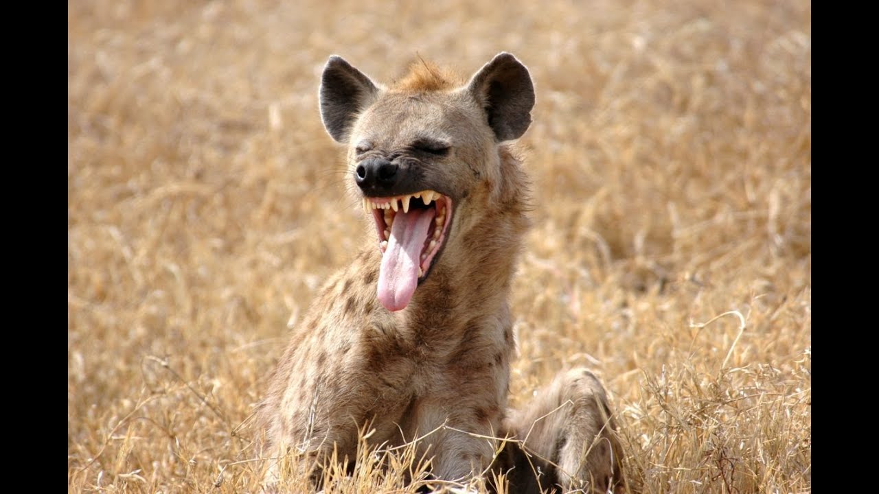 fefefefefe - YouTube