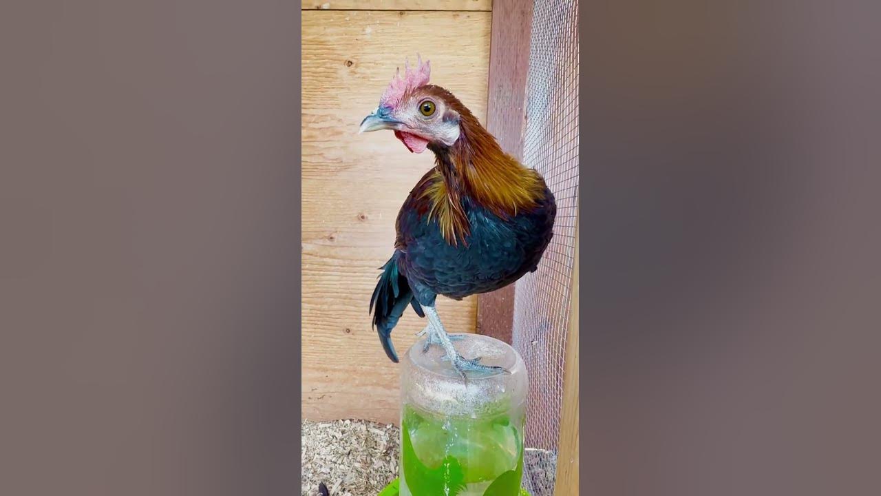 red jungle fowl me nyuam ntsuag lau qaib dib #59 #Huajvamthojchannel Live Stream - YouTube