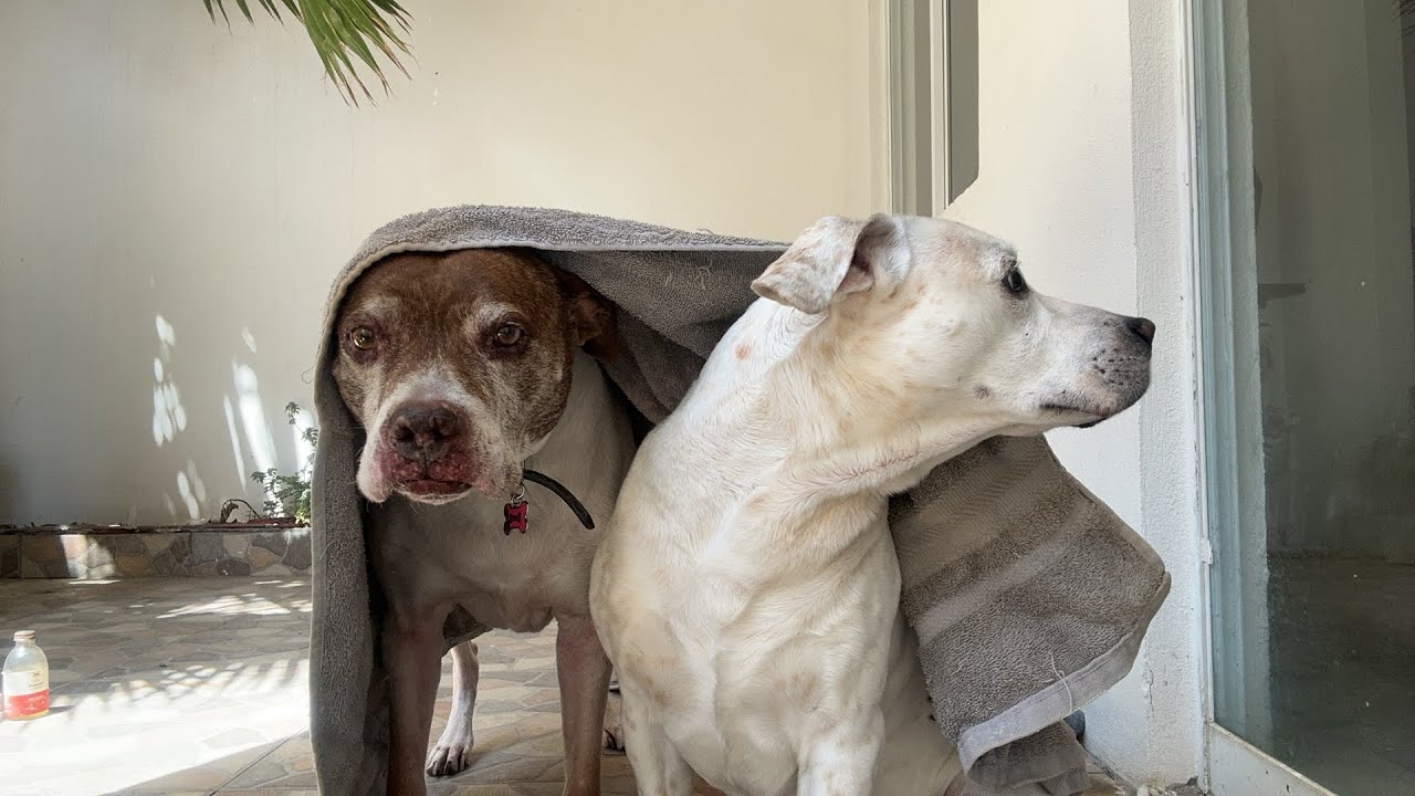 Bañando por fin a los perros en la nueva casa - YouTube