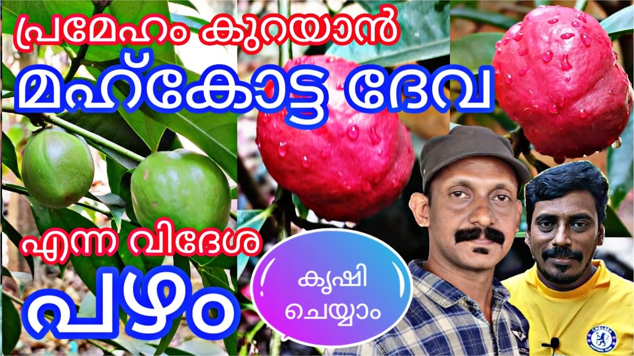 Cultivation of Mahkotta Deva Plant| പ്രമേഹം കുറക്കാൻ മഹ്കോട്ട ദേവ എന്ന ...