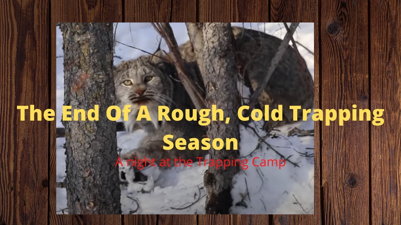 The end of a rough, cold trapping season, a night at the trapping camp ...
