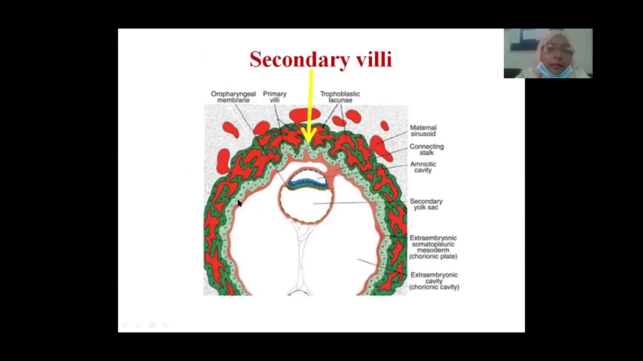 Developing placenta II Primary villus II Secondary villus II Tertiary ...