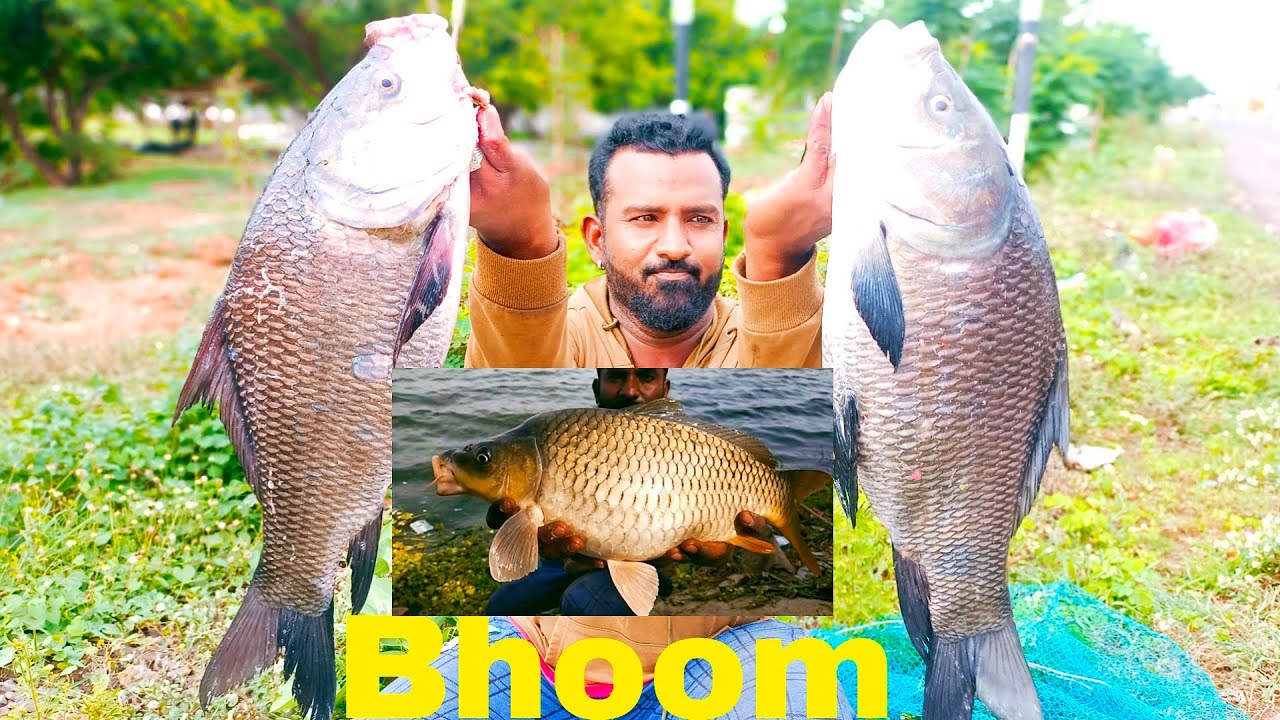 Big Catla Fish Catching Amazing Fishing Gold Fish Catching Village ...