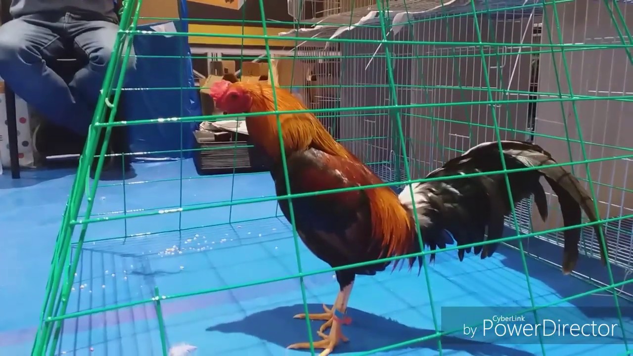 2019 WORLD GAMEFOWL EXPO (Day 1 Part 1) - YouTube