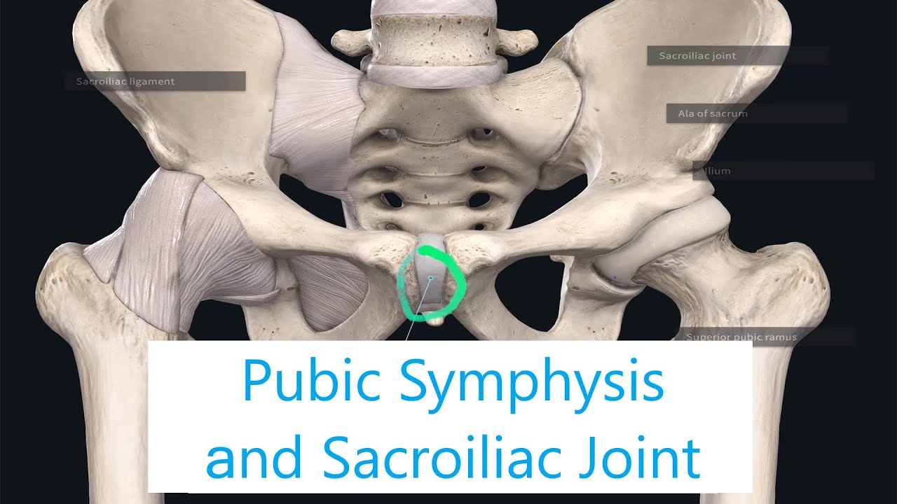 Joints of the Lower Limb - Pubic Symphysis and Sacroiliac Joint ...