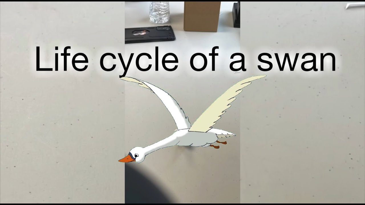 Life cycle of a swan (Origami Edition) - YouTube
