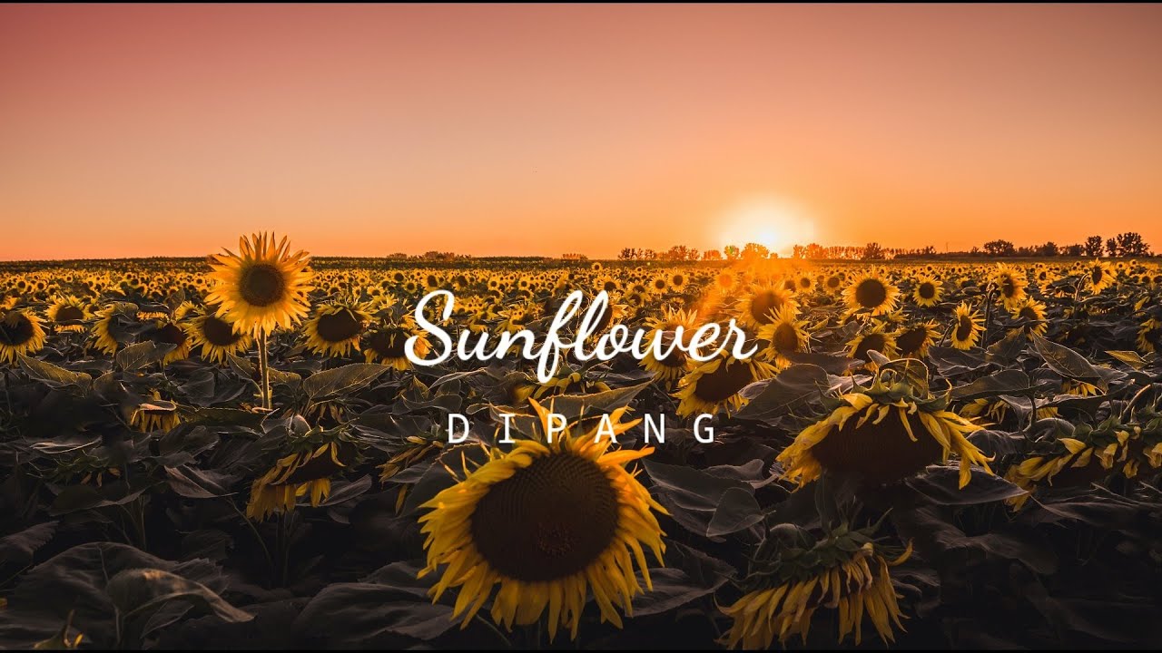 DIPANG - SUNFLOWER🌻 [ OFFICIAL MUSIC ] - YouTube