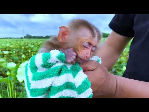 I Discovered a Soaked Baby Monkey in the Lotus Pond and Rescued It! 🐒