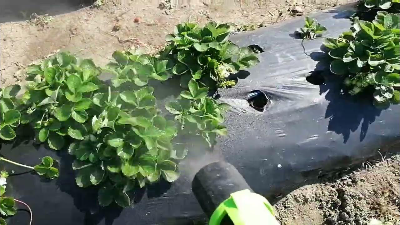 Воздуходувка на электрический опрыскиватель, насадка на опрыскиватель ...