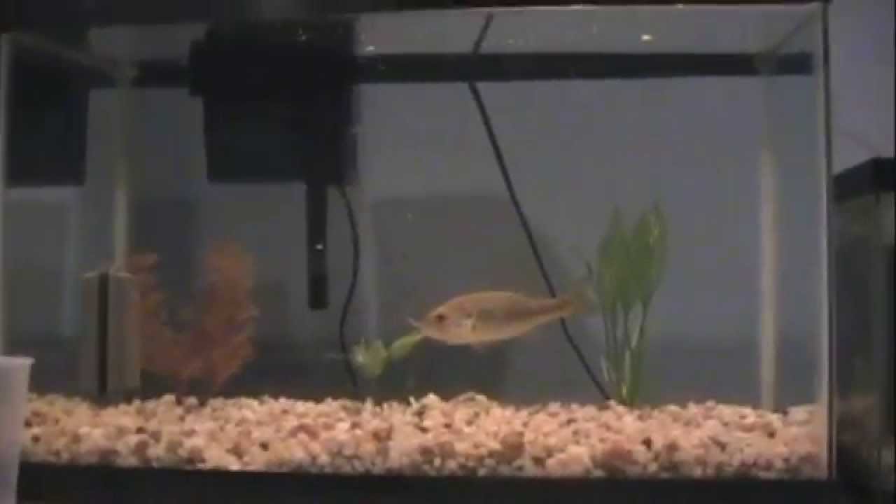 First bass huge goldfish feeding(watch in HD) - YouTube