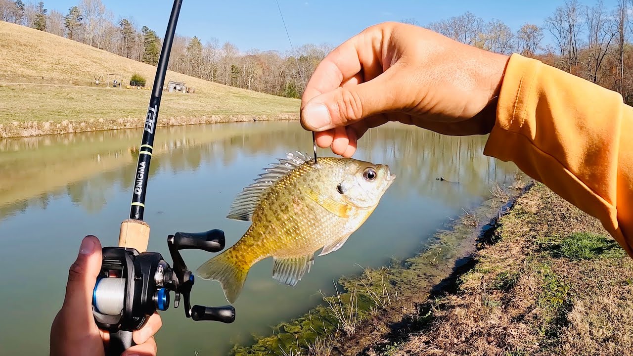 Live Bluegill Catches the Pond Monster | Freego F1 Pro - YouTube