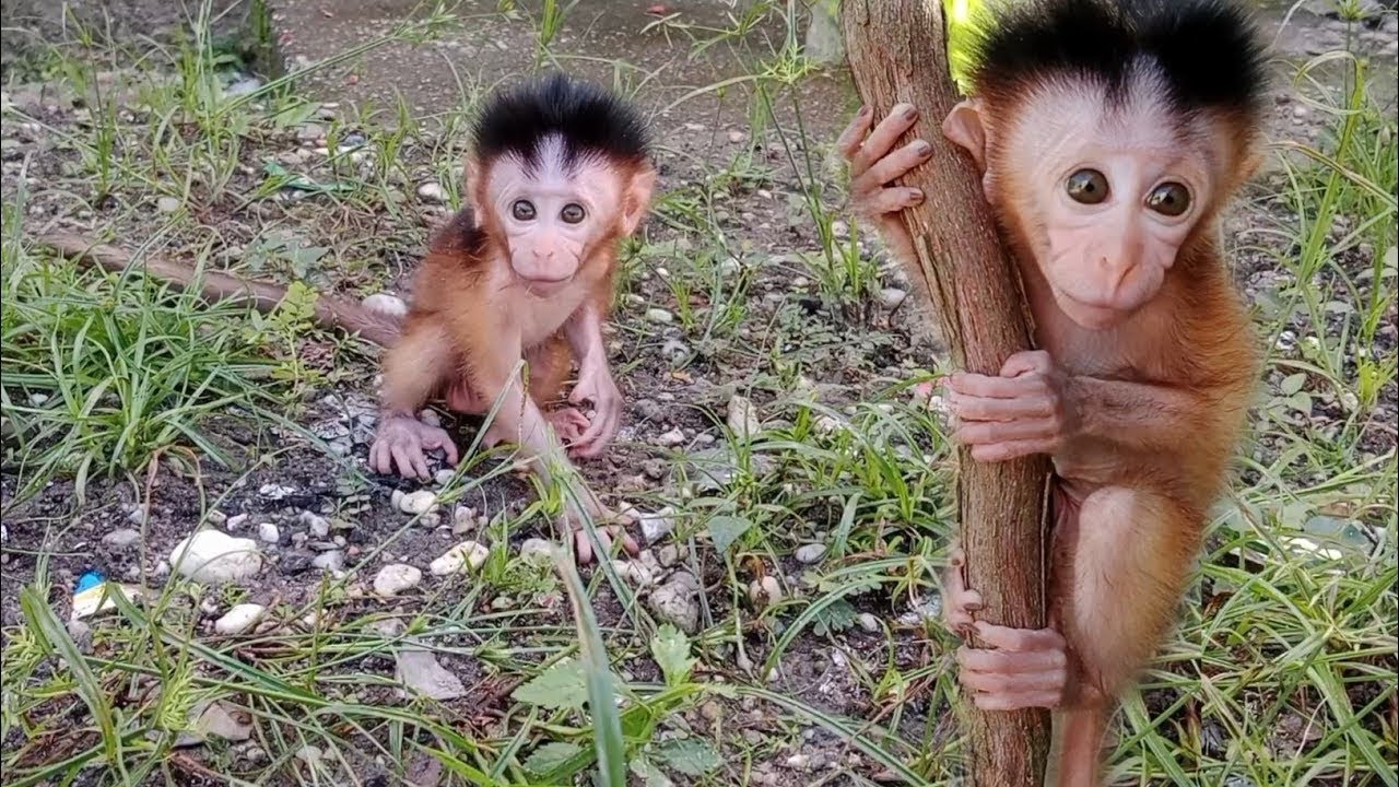 🥰cute newborn baby Moni monkey, playing & climbing tree poor baby ...