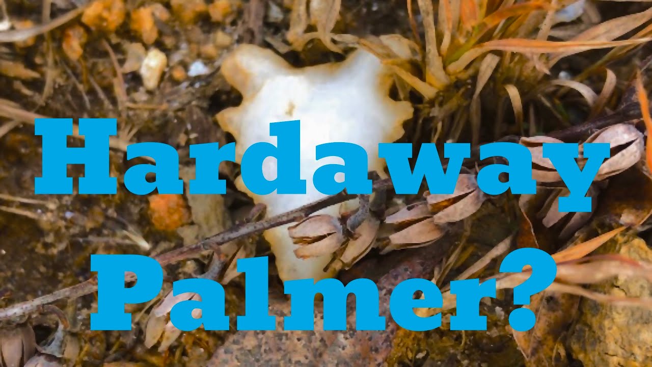 Arrowhead Hunting Western North Carolina # 30 ~ Hardaway Palmer? 3/11 ...