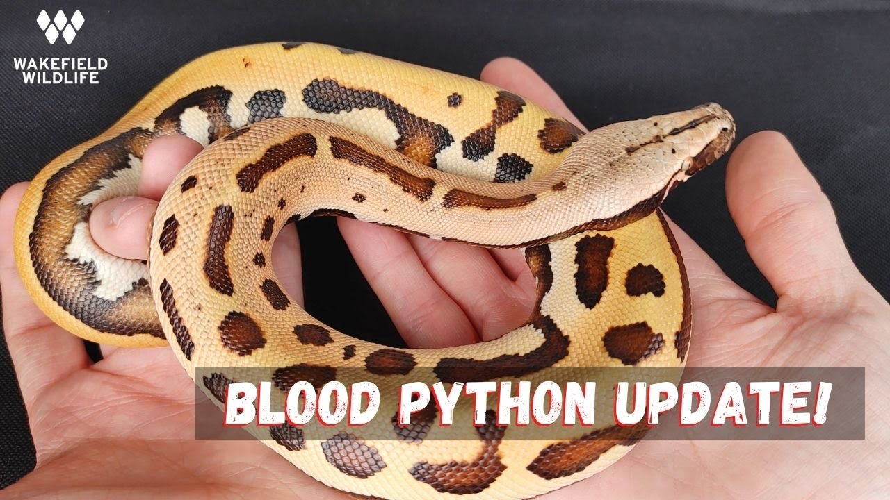 Blood Python Update! - YouTube